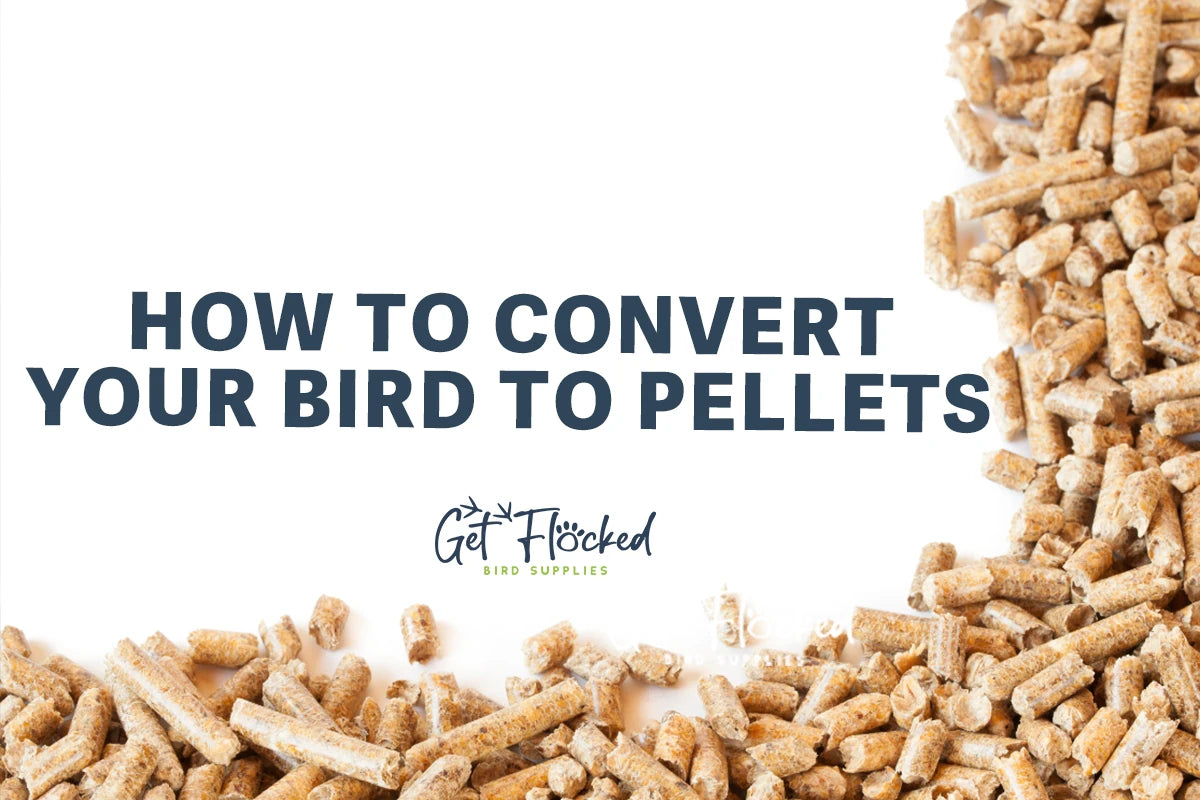 How to Convert Your Bird To Pellets – Get Flocked